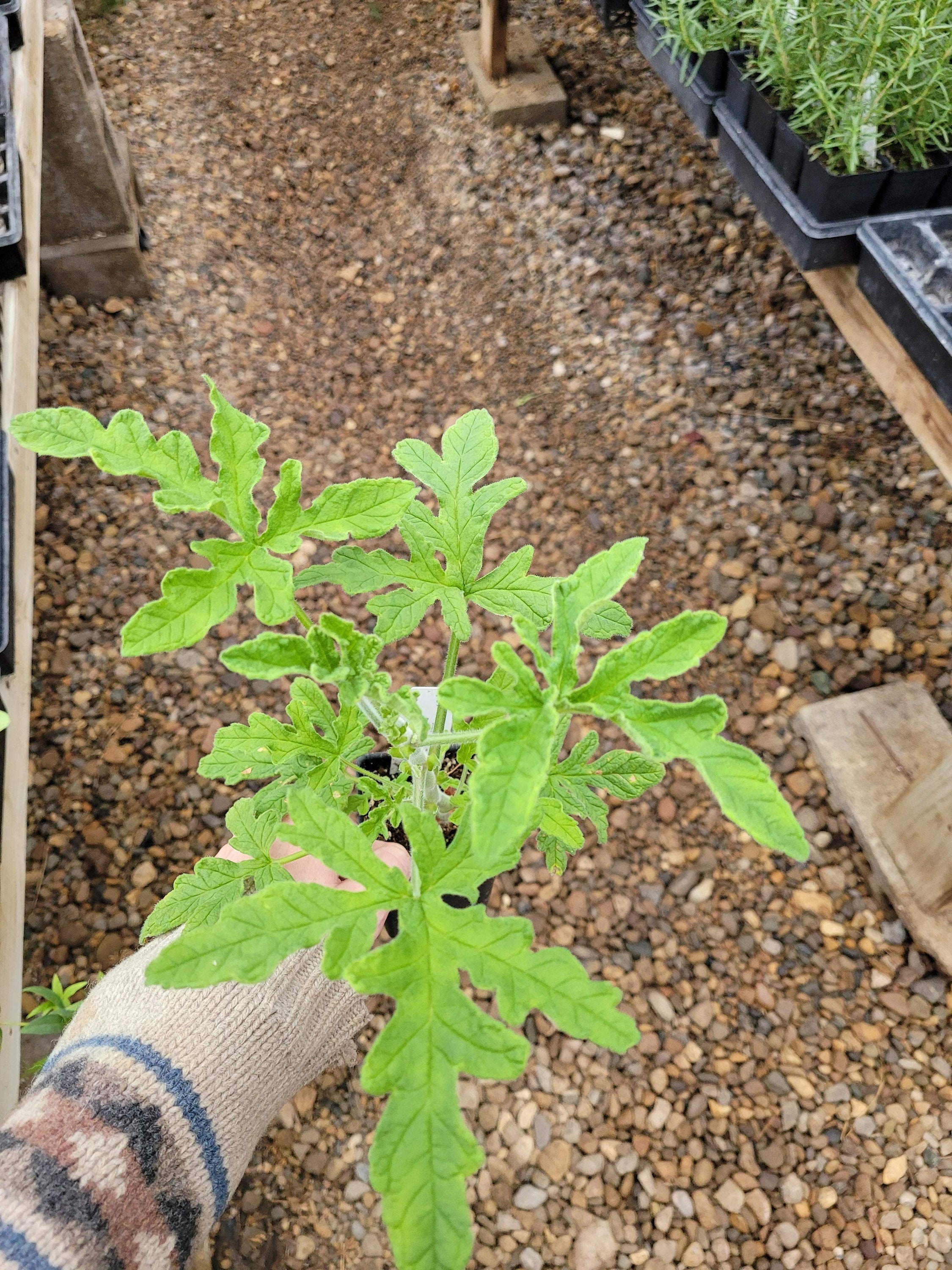 Pelargonium 'rober's Lemon Rose' Scented Geranium Plant in 3" Pot - Etsy