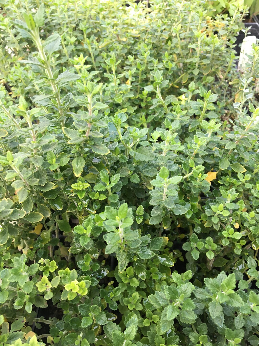 Teucrium Chamaedrys Germander Plant in 2.5 Inch Pot - Etsy