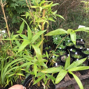 Arundinaria Gigantea Giant Cane River Cane Switch Cane American Bamboo ...