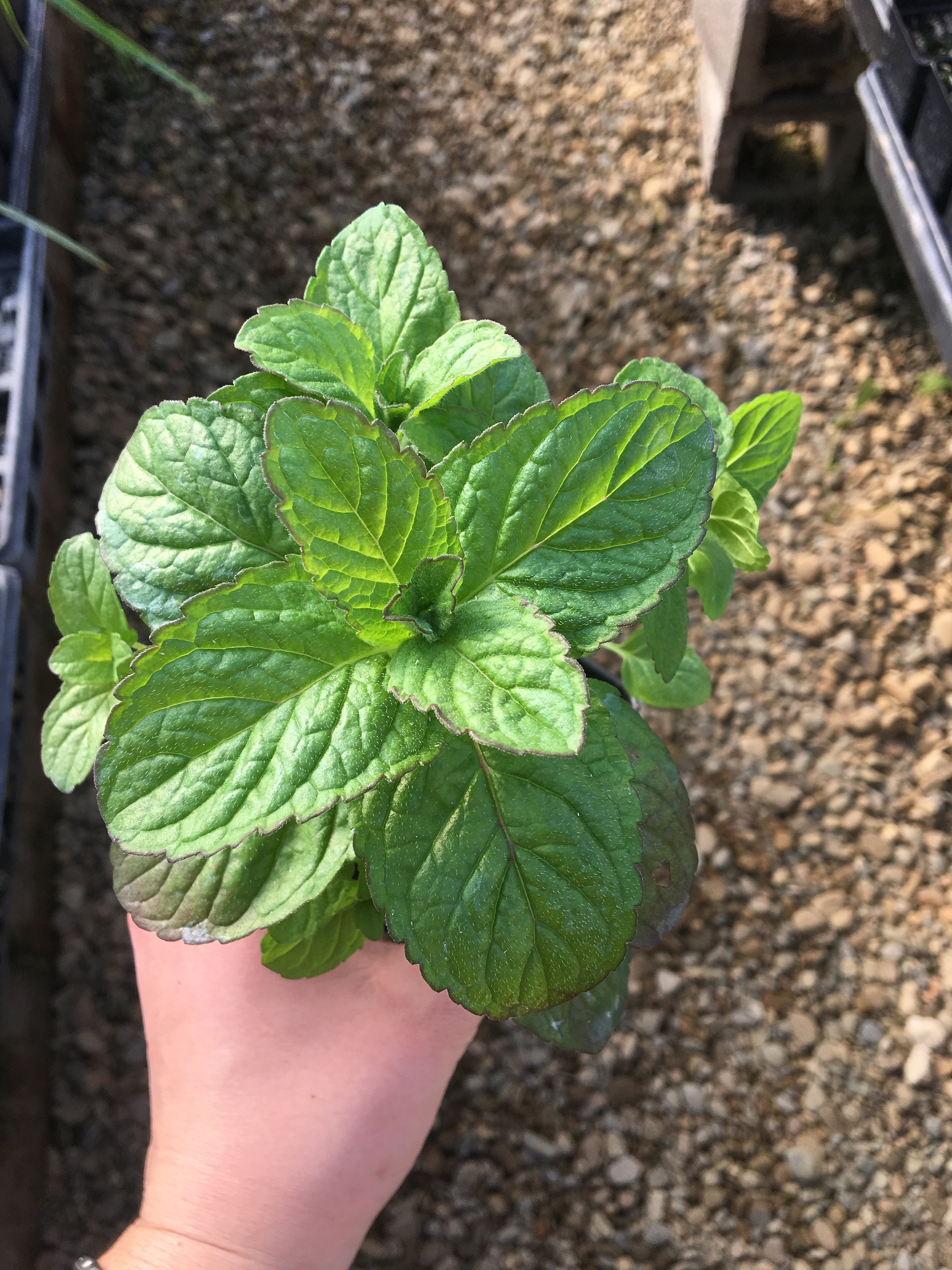 Mentha Citriodora X. M. Arvensis GRAPEFRUIT MINT Live Plant in | Etsy