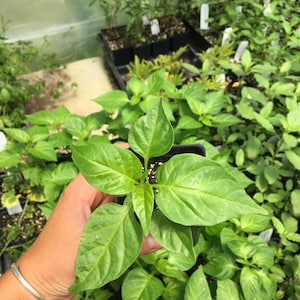 Capsicum Frutescens Red Wiri Wiri Pepper Plant Guyanese Pepper in 4 ...