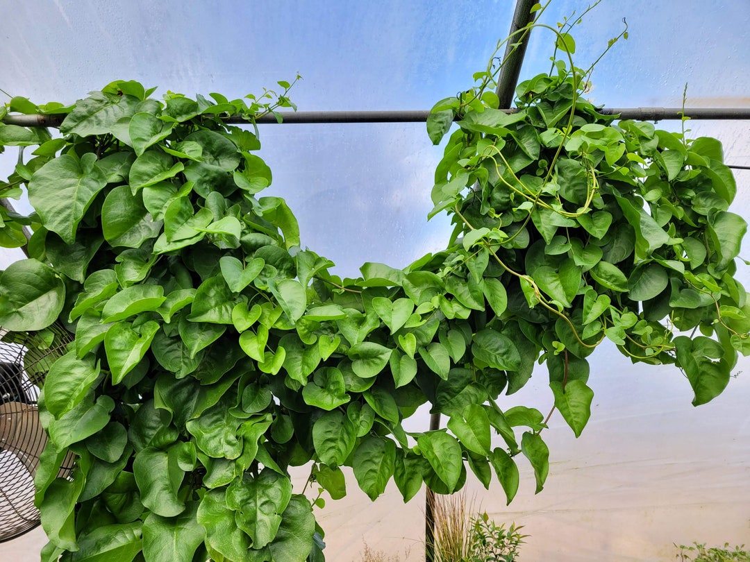Anredera Cordifolia Heartleaf Madeira Vine Edible Live Plant in 4 Inch ...