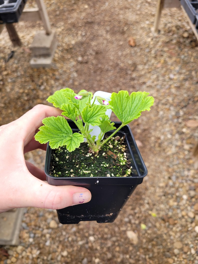 Pelargonium Citrosum Var. 'orange Fizz' Scented Geranium LIVE PLANT in ...