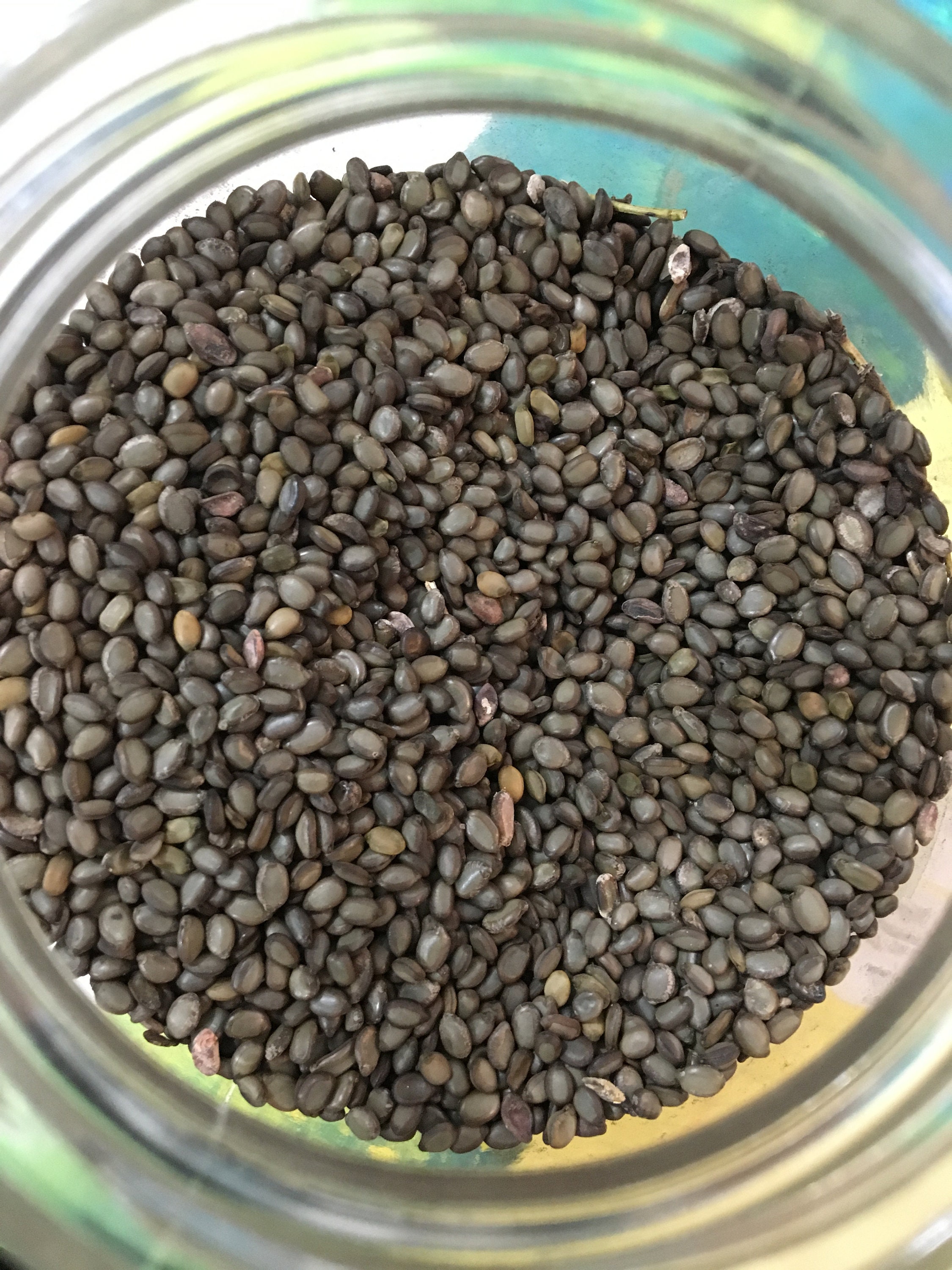 Senna Hebecarpa Seed Pods