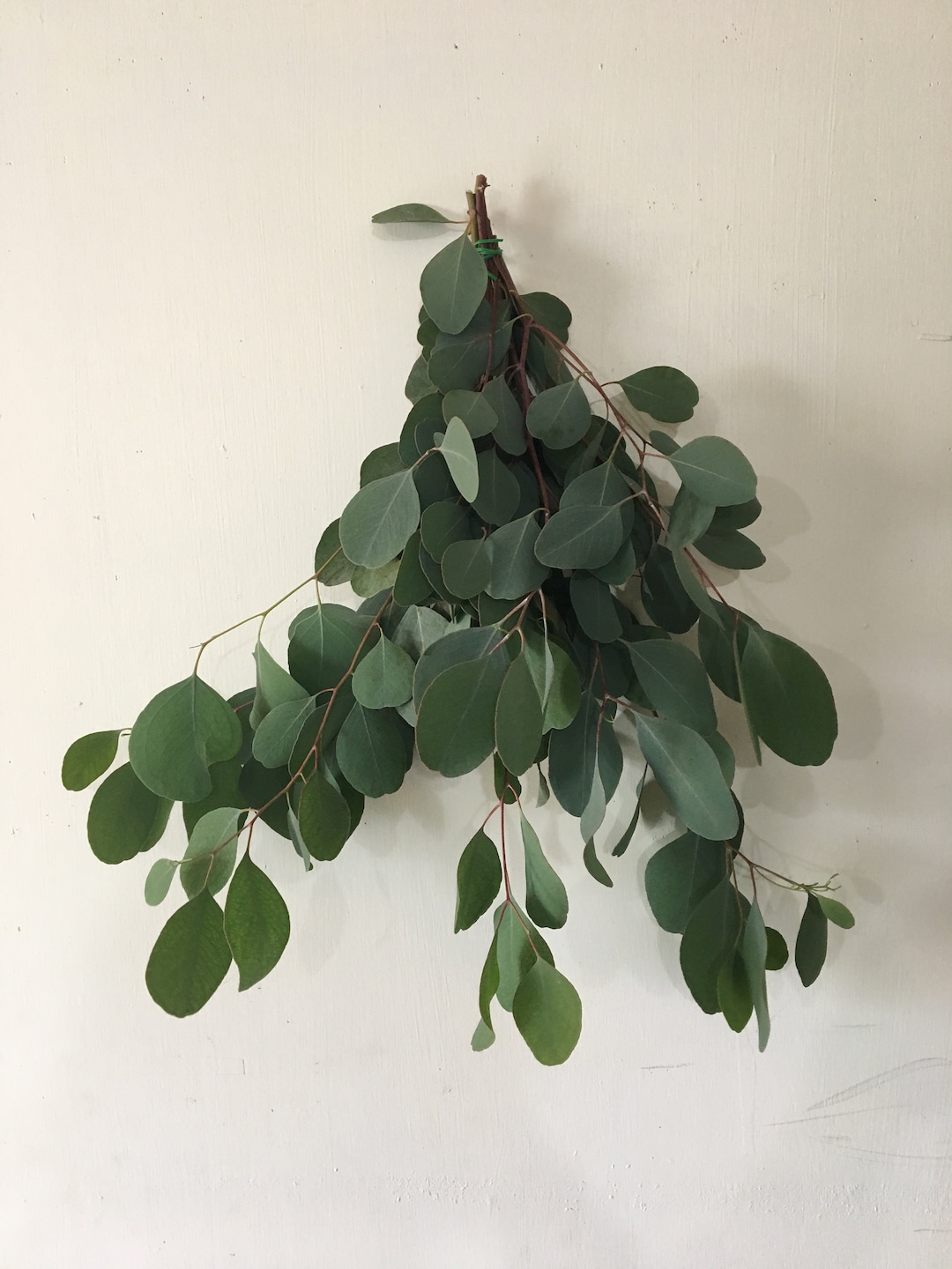 Fresh Red Box Eucalyptus Leaves: Shower Bundle, Wedding Decor - Etsy