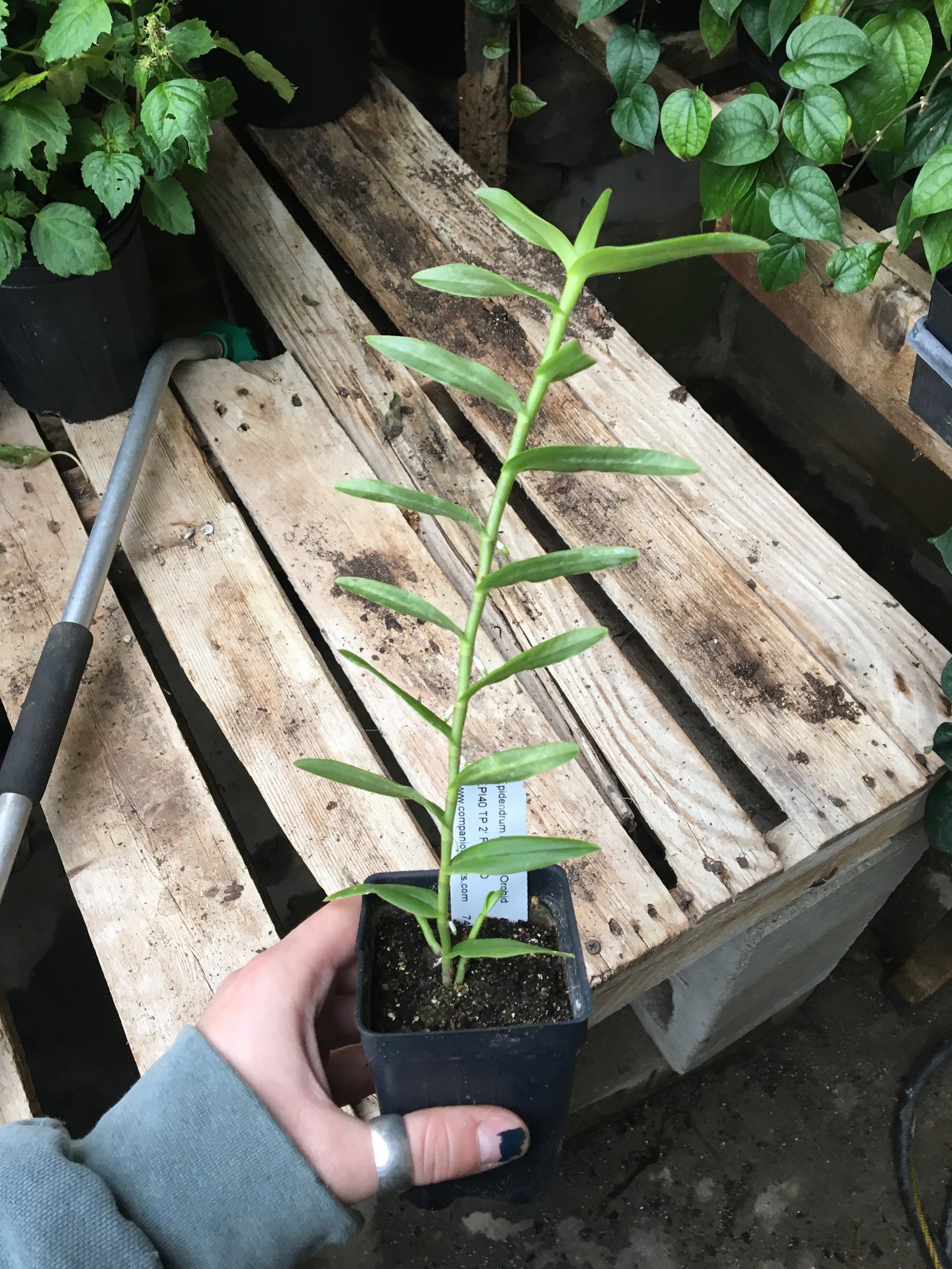 Epidendrum Radicans Fire Star Orchid Rainbow Orchid LIVE PLANT - Etsy