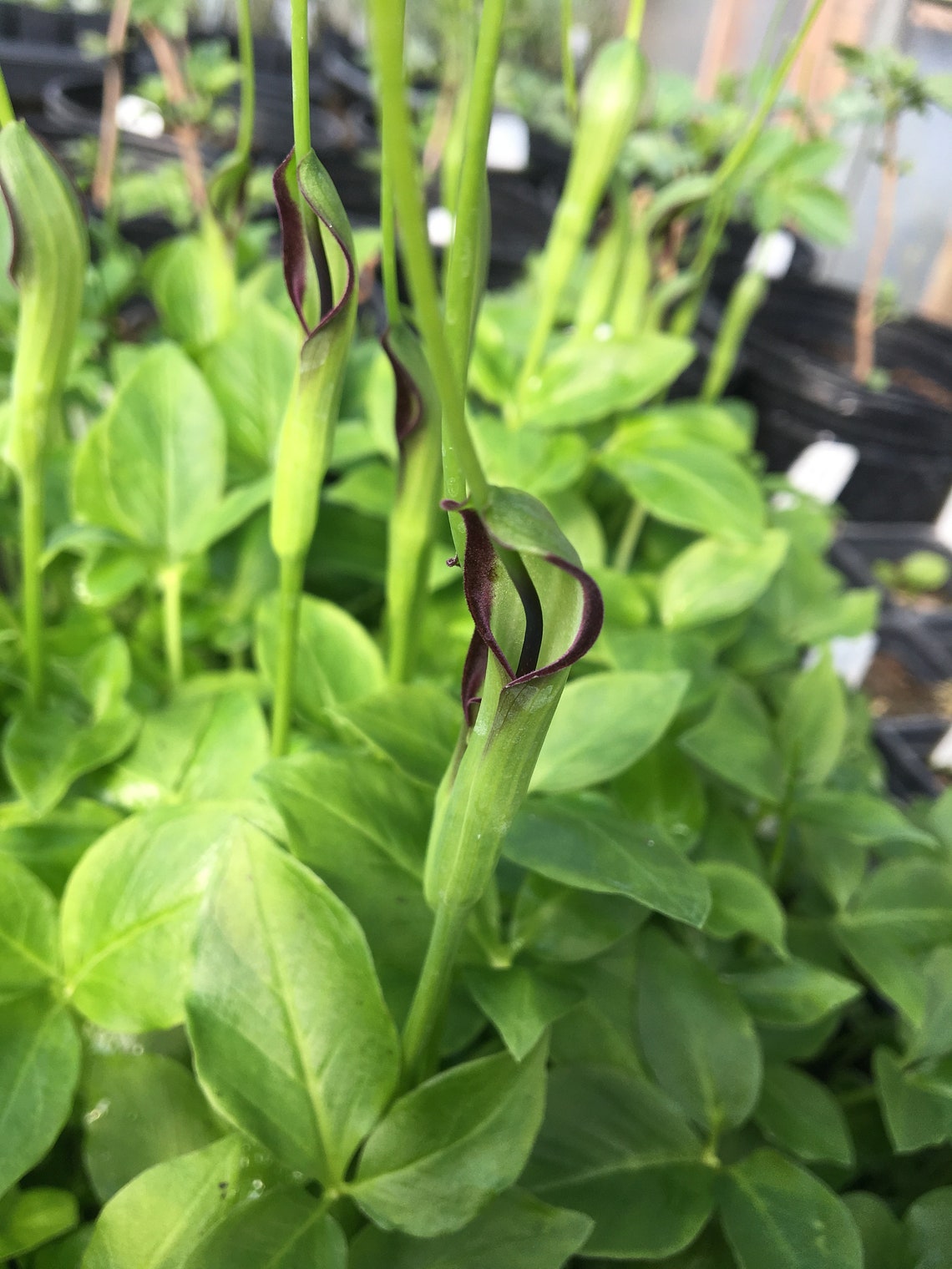 Pinellia Ternata Crow Dipper Live Plant in 2.5 Inch Pot Chinese Medicinal - Etsy