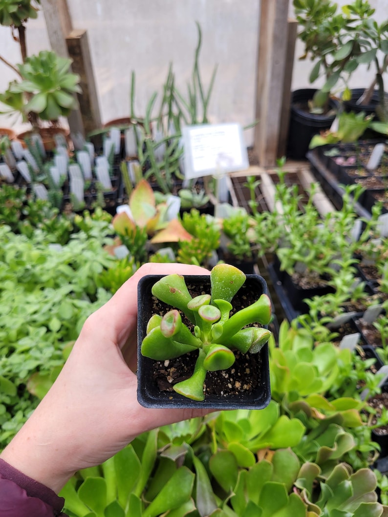 Crassula Ovata 'shrek's Ears' 'ogre Ears' | Etsy