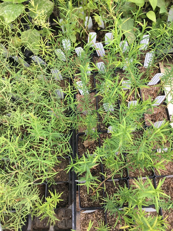 Australian Tea Tree Plant