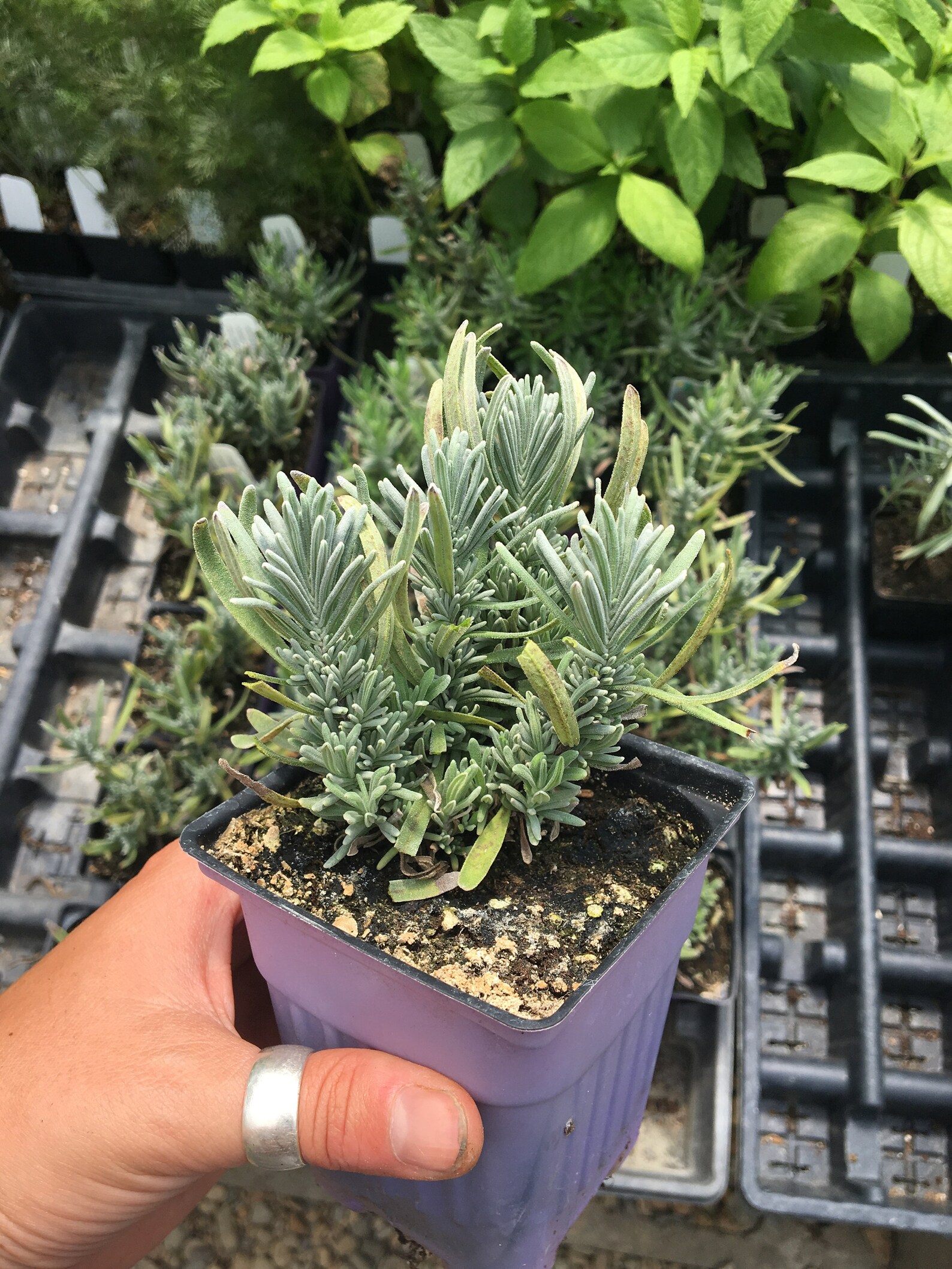 Lavandula Angustifolia 'jean Davis' Lavender Plant in 3 Inch Pot - Etsy