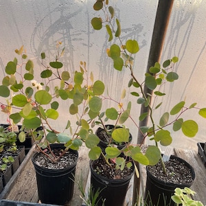 Eucalyptus Polyanthemos Red Box Eucalyptus Live Plant Gallon Pot - Etsy