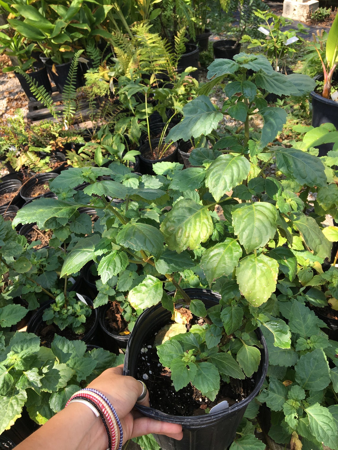 Pogostemon patchouli Pogostemon cablin BIG PATCHOULI plants | Etsy