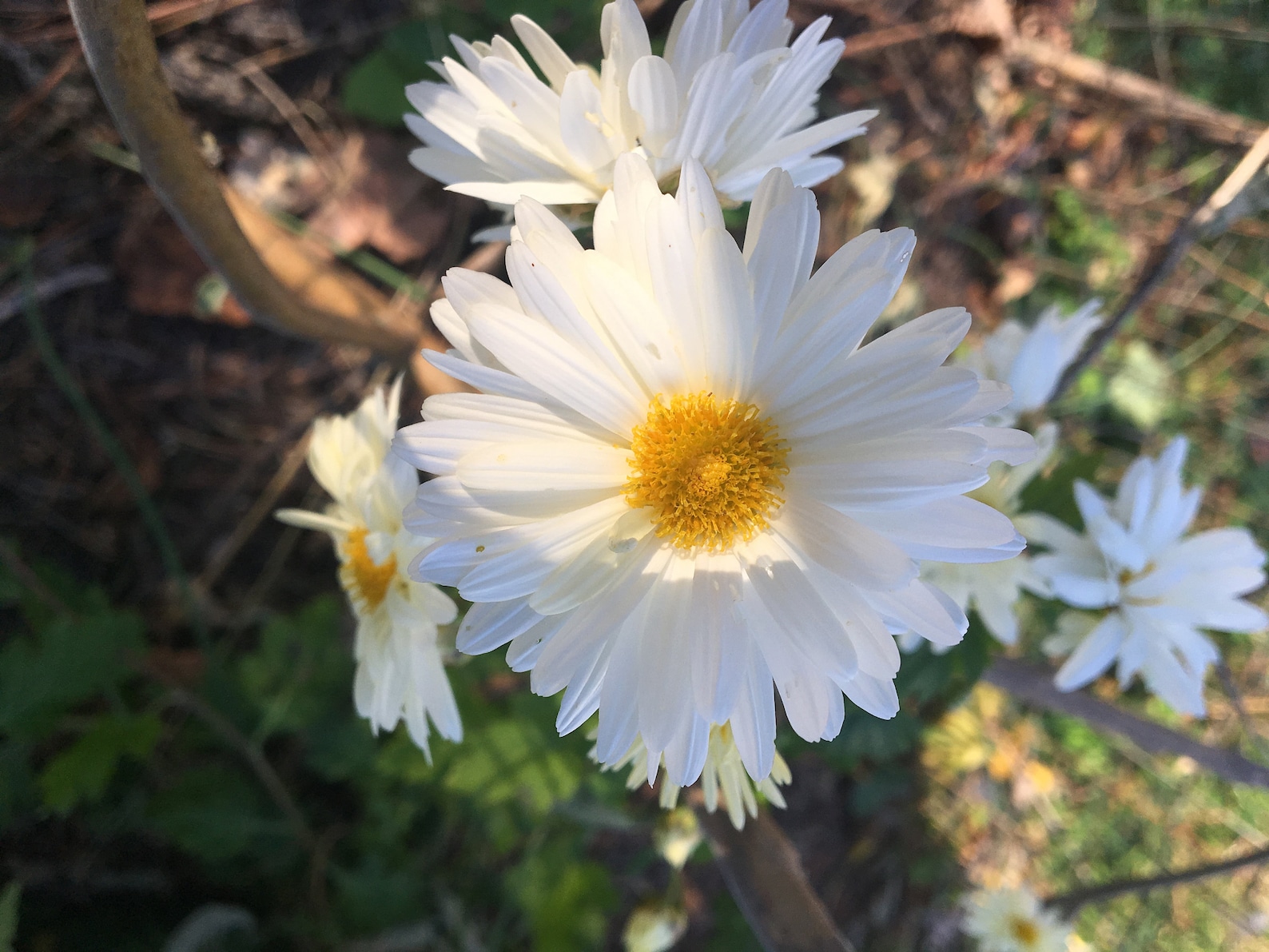 Chrysanthemum Morifolium JU HUA Plant in 2.5" Pot Tea Chrysanthemum ...