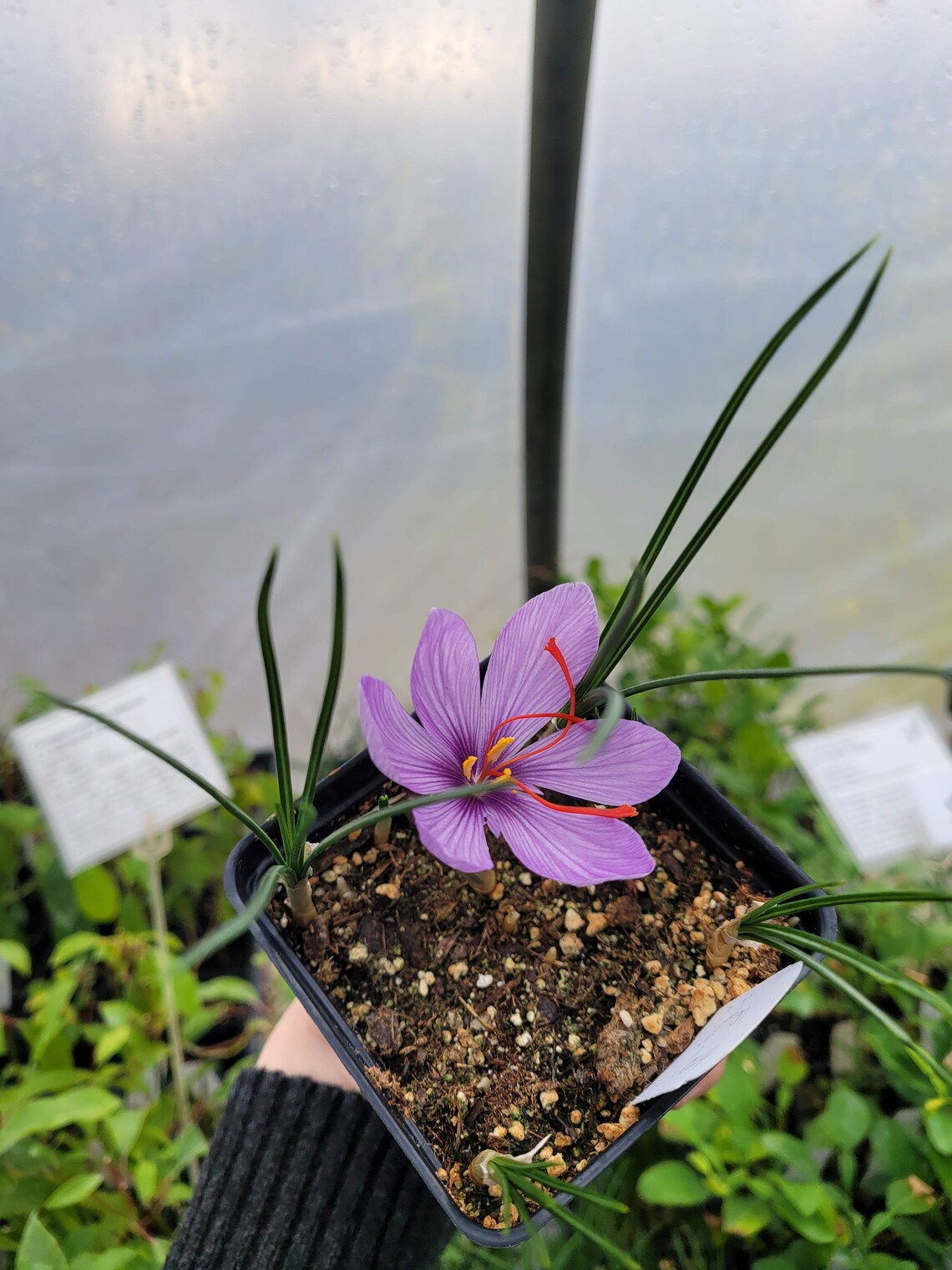 Crocus Sativus Bulbs SAFFRON CROCUS 12 Bulbs Ready to Plant - Etsy