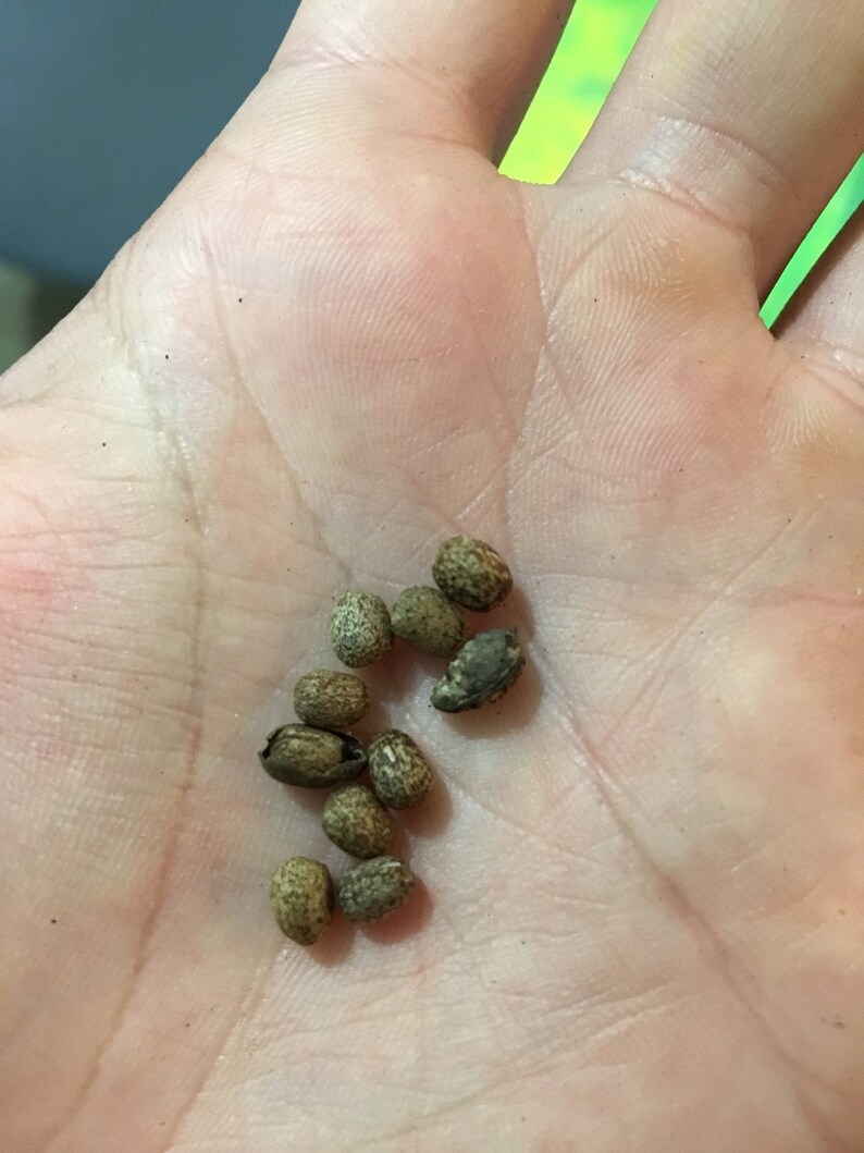 Euphorbia Lathyrus GOPHER PURGE SEEDS 1/4 Ounce - Etsy