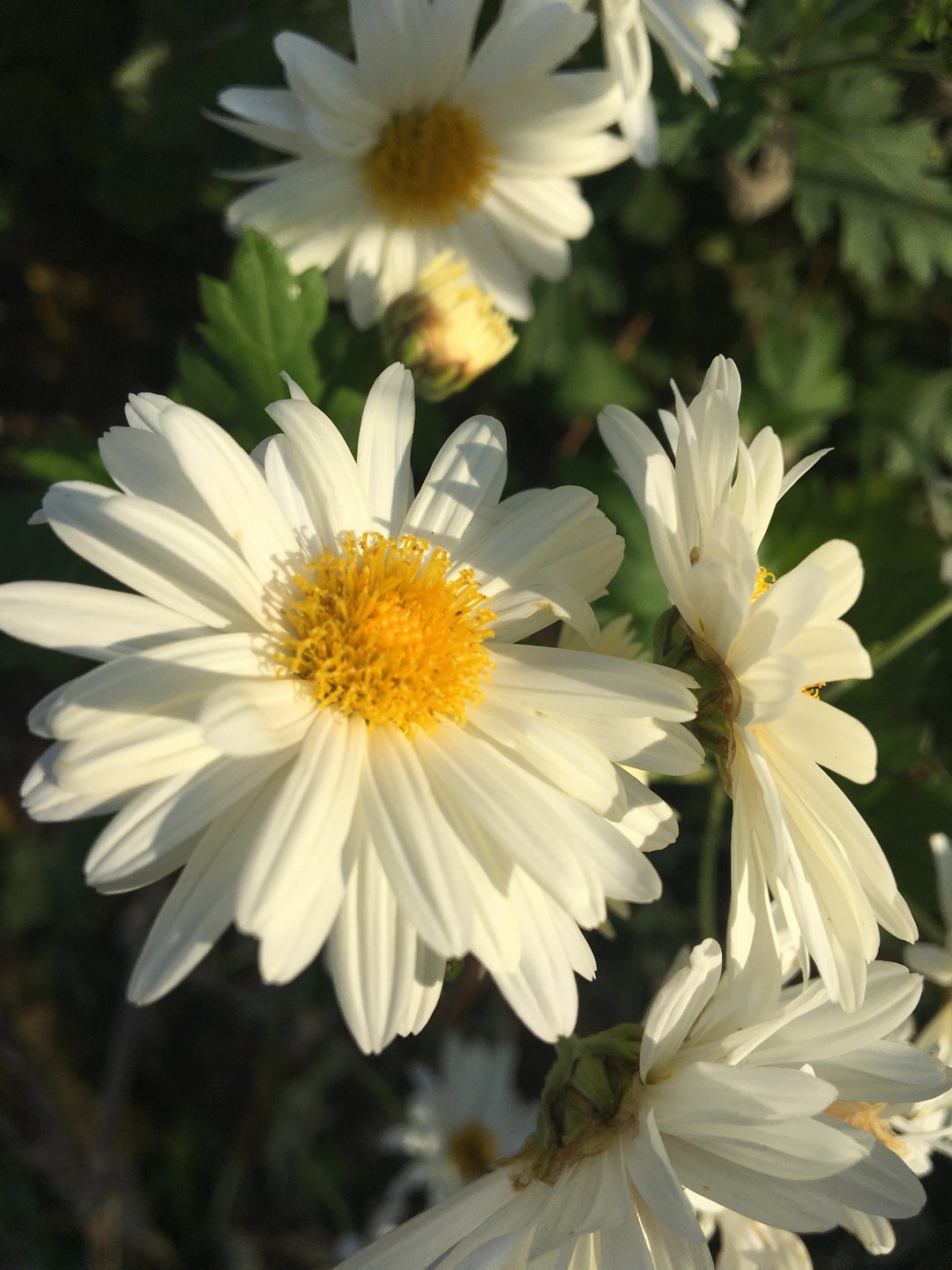 Chrysanthemum Morifolium JU HUA Plant in 2.5" Pot Tea Chrysanthemum ...