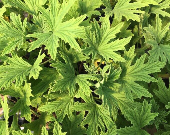 Pelargonium Citronellum 'mabel Grey' Mabel Grey Geranium Live Plant in ...
