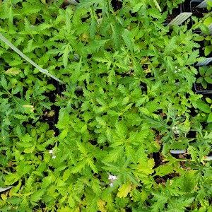 Verbena Officinalis Vervain Plant in 2.5 Inch Pot - Etsy