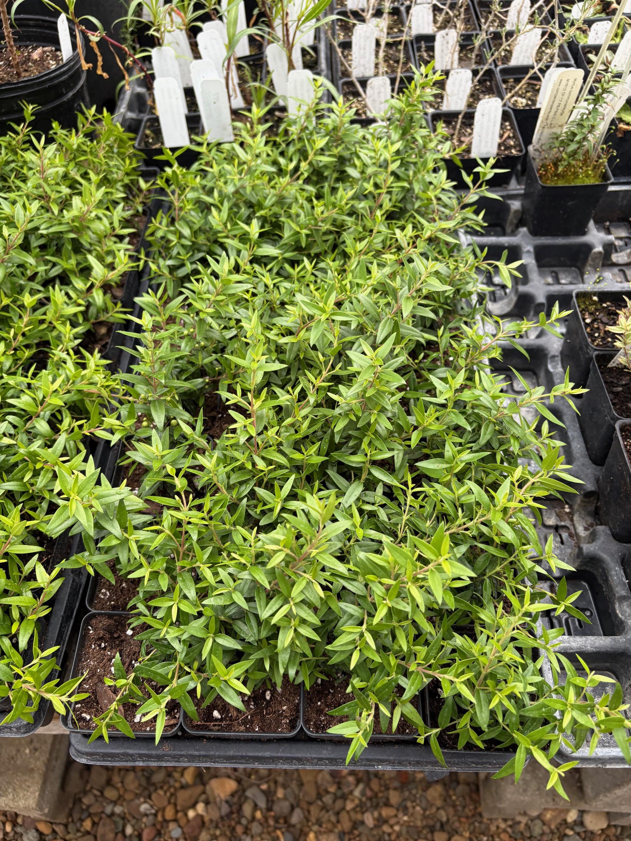 Myrtus Communis Myrtle Tree Plant in 2.5 Inch Pot Mediterranean ...
