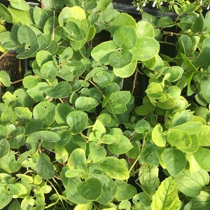 Capparis Spinosa Var. Inermis SPINELESS CAPER BUSH Live Plant 4" Pot ...