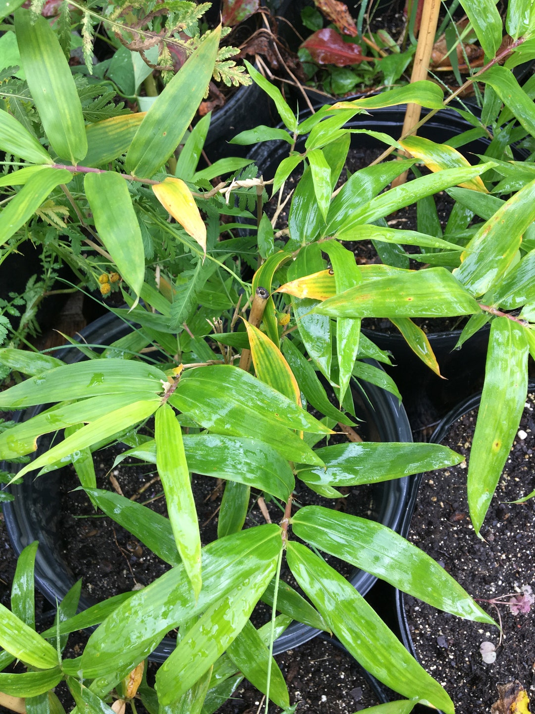 Arundinaria Gigantea Giant River Cane Bamboo Plant Gallon Pot - Etsy