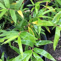 Giant Reed, Arundo Donax, Bamboo Reed, Giant Cane, Spanish Reed ...