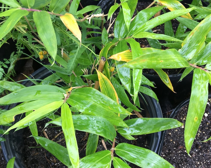 Arundinaria Gigantea Giant Cane River Cane Switch Cane American Bamboo ...