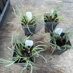 Allium Senescens Var. 'glaucum' Curly Chives 2.5" Potted Plant - Etsy