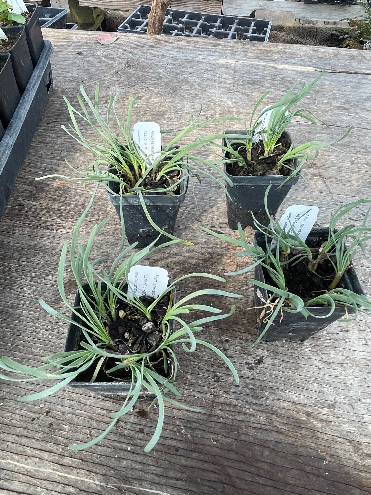 Allium Senescens Var. 'glaucum' Curly Chives 2.5" Potted Plant - Etsy