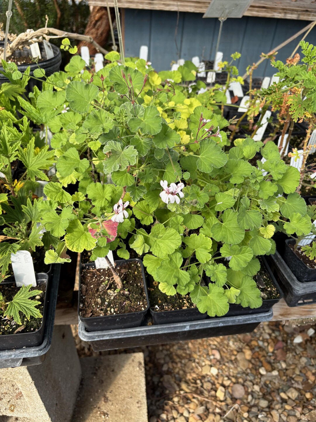 Pelargonium Fragrans/cody's Nutmeg Geranium LIVE PLANT in 4" Pot - Etsy