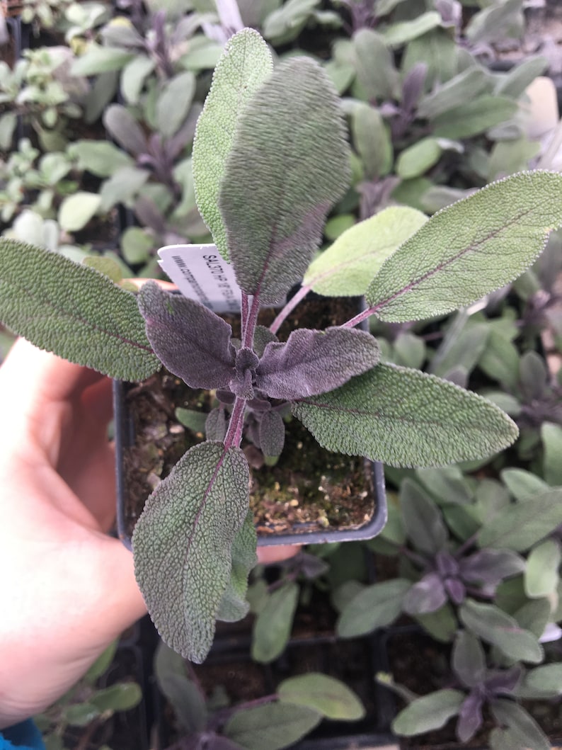 Salvia officinalis 'Purpurea' Purple Sage LIVE PLANT | Etsy