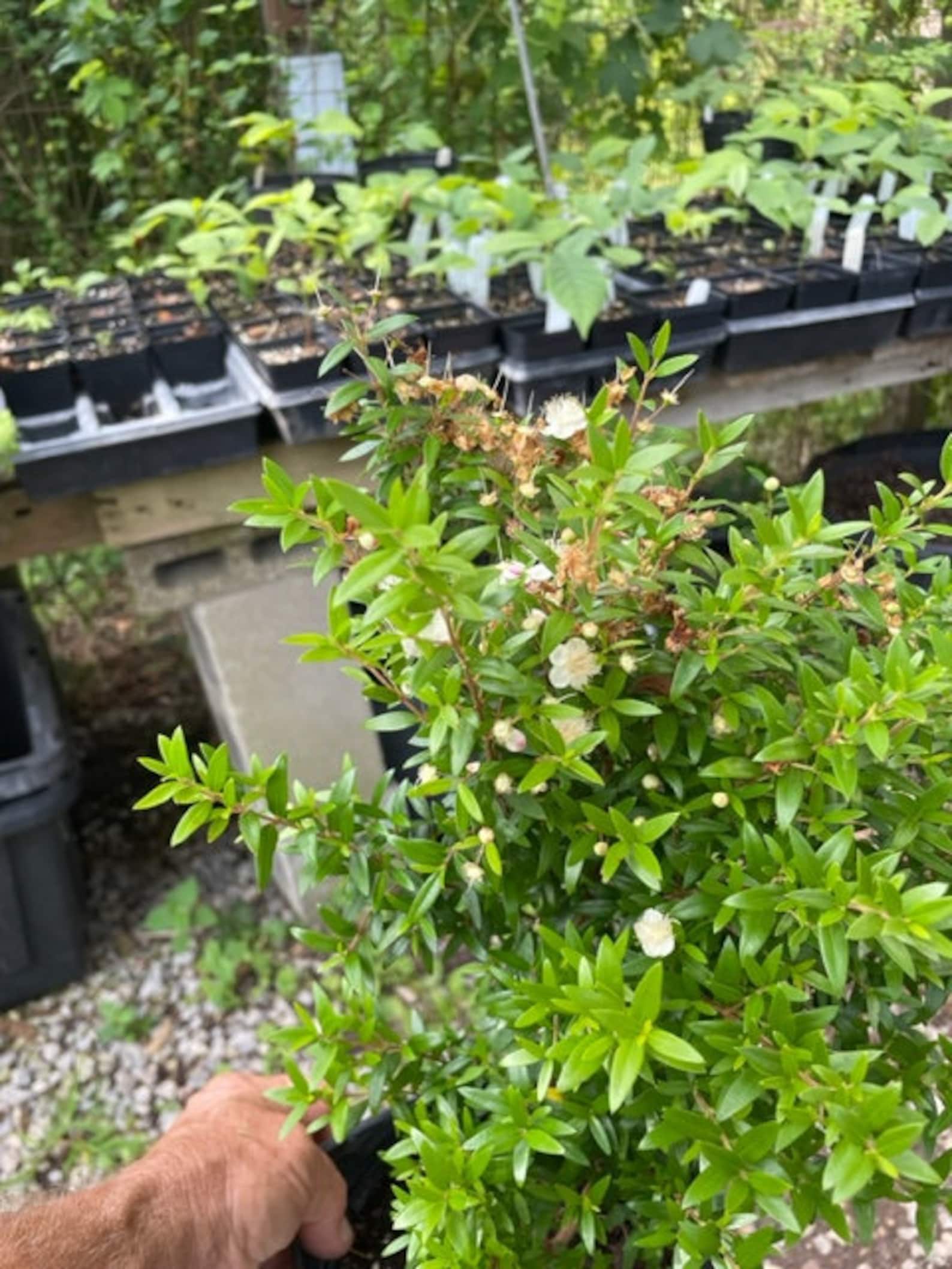 Myrtus Communis Myrtle Tree in 2.5 Inch Pot Mediterranean Seasoning - Etsy