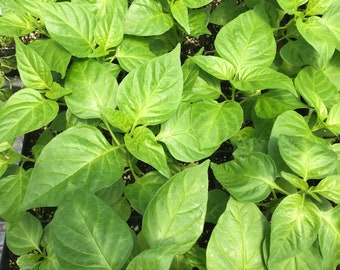 Wiri Wiri Heirloom Pepper Premium Seed Packet - Etsy