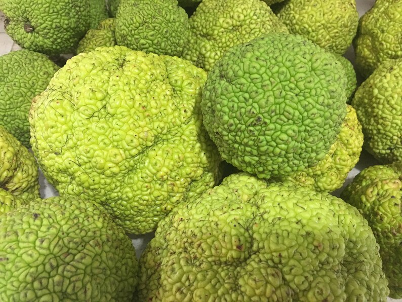 Maclura Pomifera OSAGE ORANGE FRUITS Fresh Osage Orange Fruits - Etsy