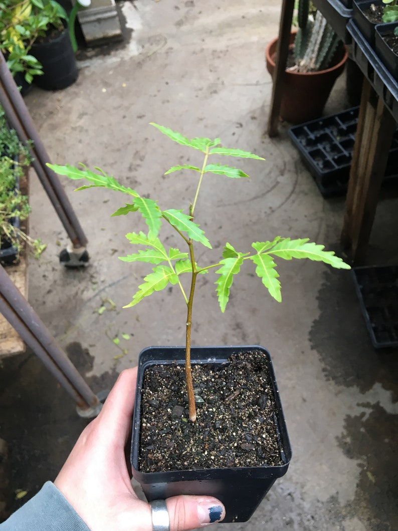 NEEM TREE Azadirachta indica Tropical Exotic Herb 4 inch pot | Etsy
