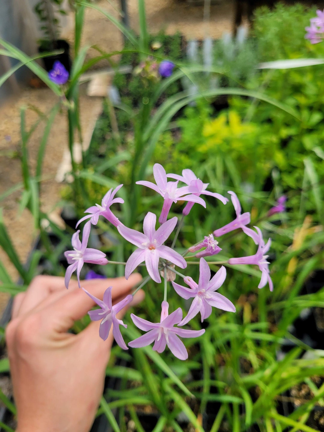 Tulbaghia Violacea Society Garlic Plant in 2.5 Inch Pot - Etsy