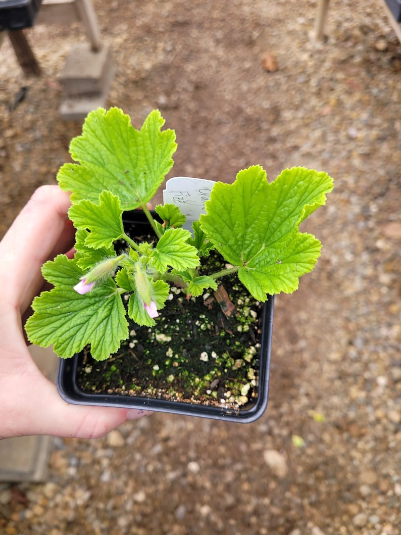 Pelargonium Citrosum Var. 'orange Fizz' Scented Geranium LIVE PLANT in ...