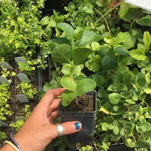Capparis Spinosa Var. Inermis SPINELESS CAPER BUSH Live Plant 4" Pot ...