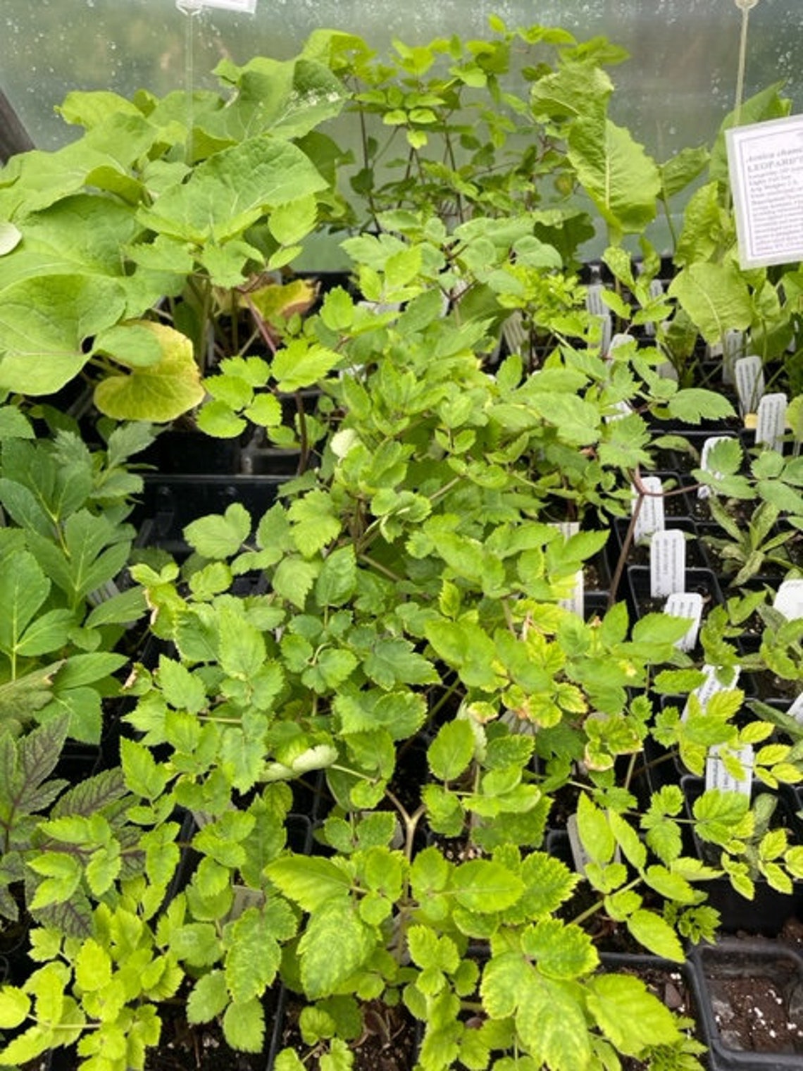 Angelica Polymorpha Chinese Angelica Plant 2.5 Inch Pot - Etsy