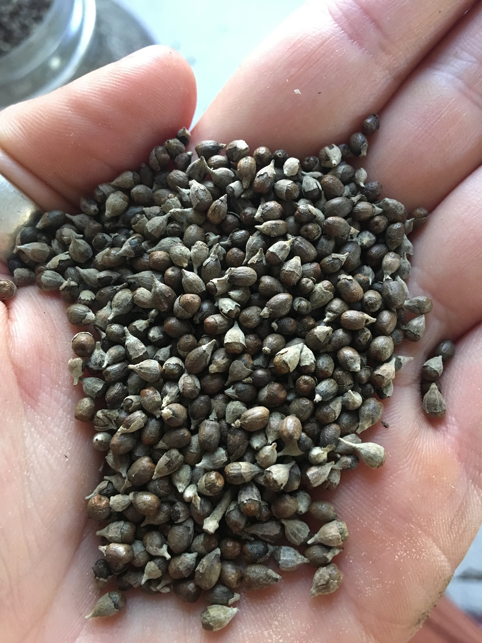 Vitex Negundo SEEDS 1 OUNCE Chinese Chaste Tree Seeds - Etsy