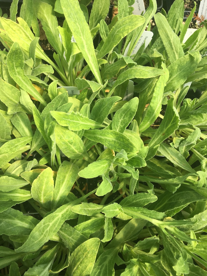 Silene Capensis (silene Undulata) Xhosa African Dream Root Plant in 4 ...