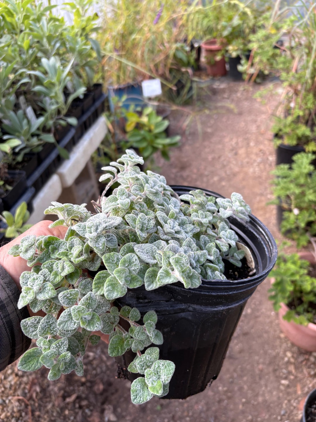 Origanum Dictamnus DITTANY OF CRETE Plant in a Gallon Pot - Etsy