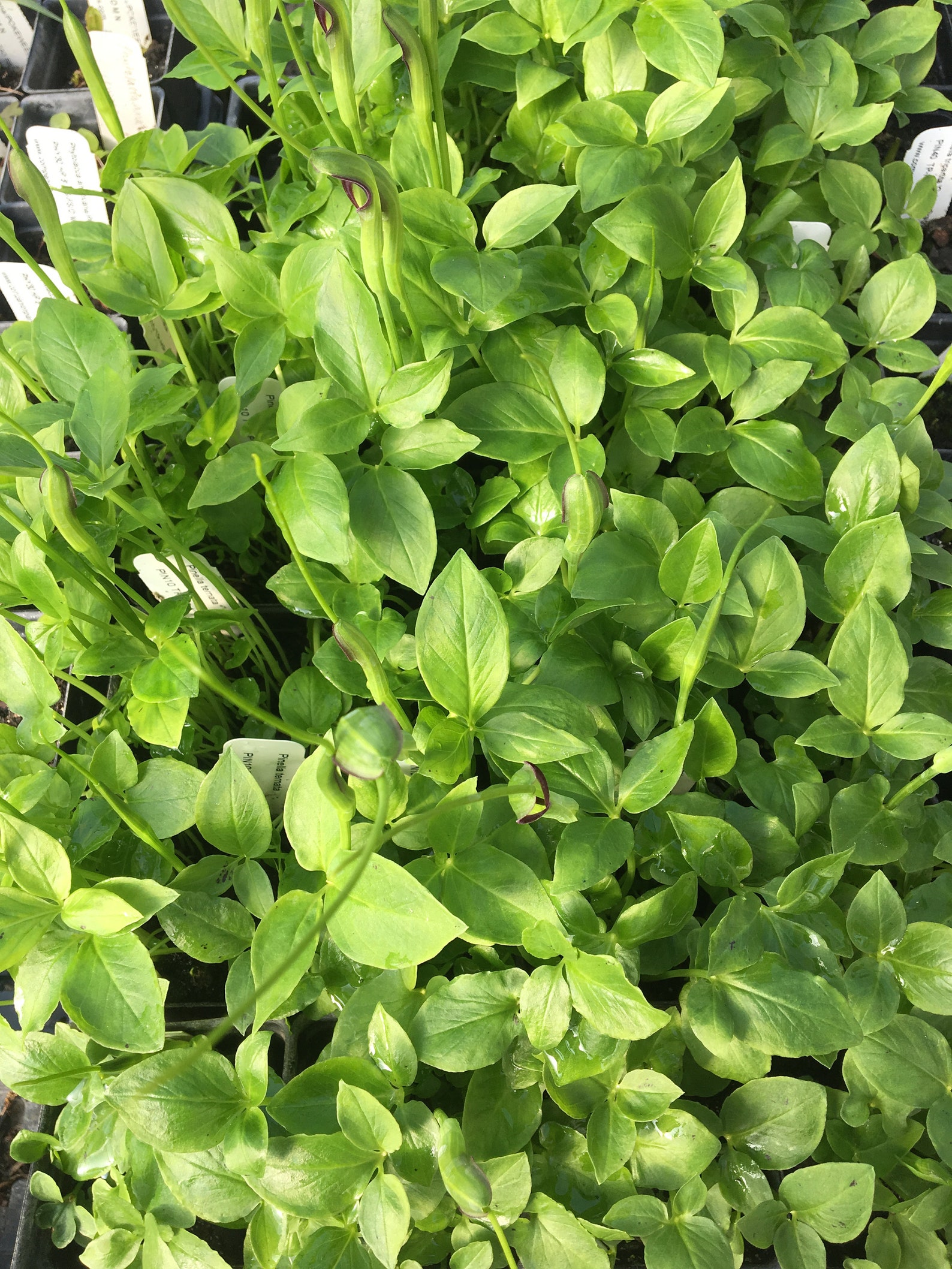 Pinellia Ternata Crow Dipper Live Plant in 2.5 Inch Pot Chinese ...