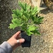 Pelargonium Citronellum 'mabel Grey' Mabel Grey Geranium Live Plant in ...