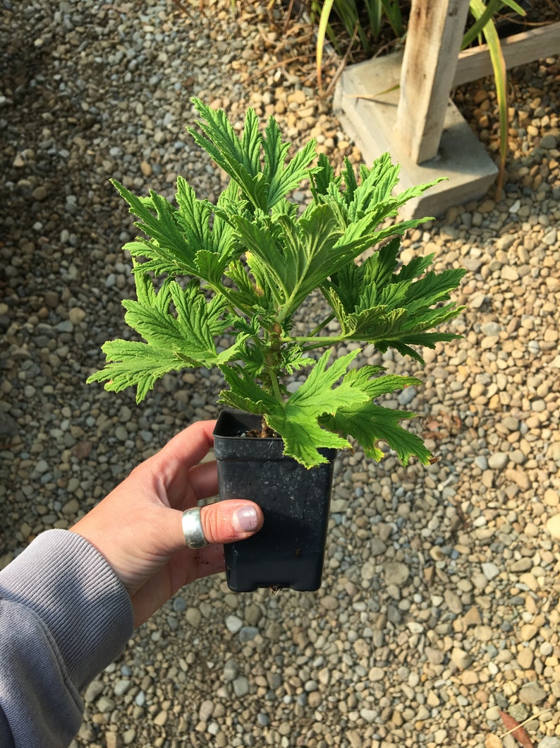 Pelargonium Citronellum 'mabel Grey' MABEL GREY | Etsy