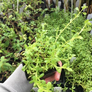 Bacopa Monnieri Brahmi Water Hyssop Plant Ayurvedic Herb 2.5 Inch Pot ...