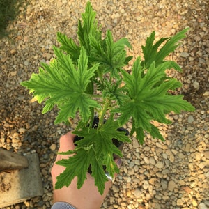 Pelargonium Citronellum 'mabel Grey' Mabel Grey Geranium Live Plant in ...