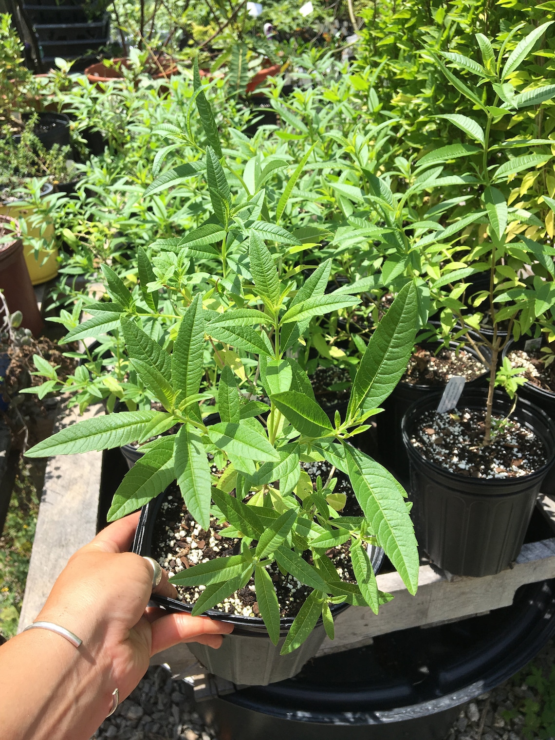 Aloysia Triphylla LEMON VERBENA Live Plant in GALLON Size Pot - Etsy
