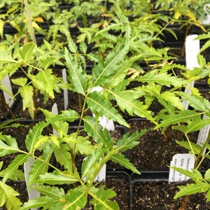 NEEM TREE Azadirachta indica Tropical Exotic Herb 4 inch pot | Etsy