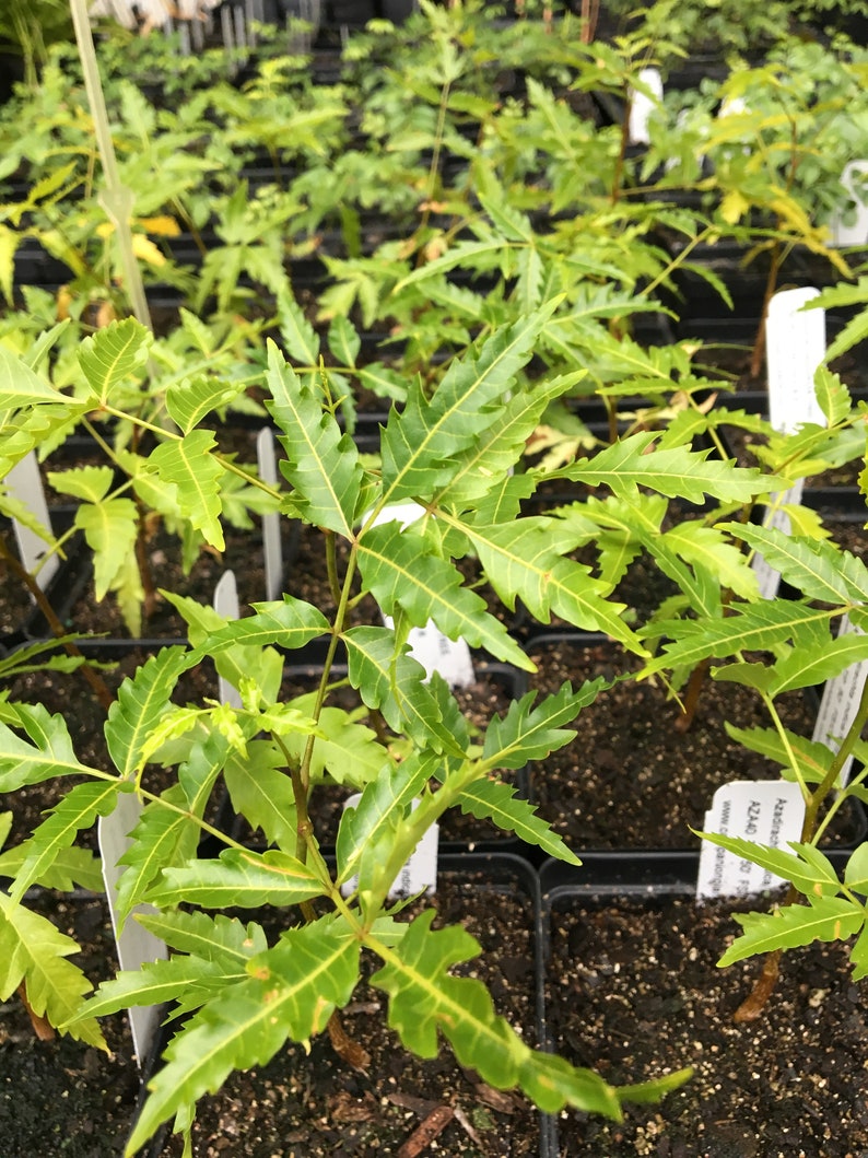NEEM TREE Azadirachta indica Tropical Exotic Herb 4 inch pot | Etsy